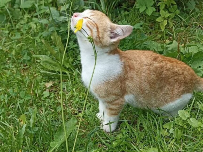 Отдам ласковую рыжую кошечку
