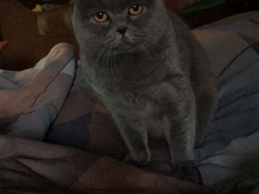 Британский кот