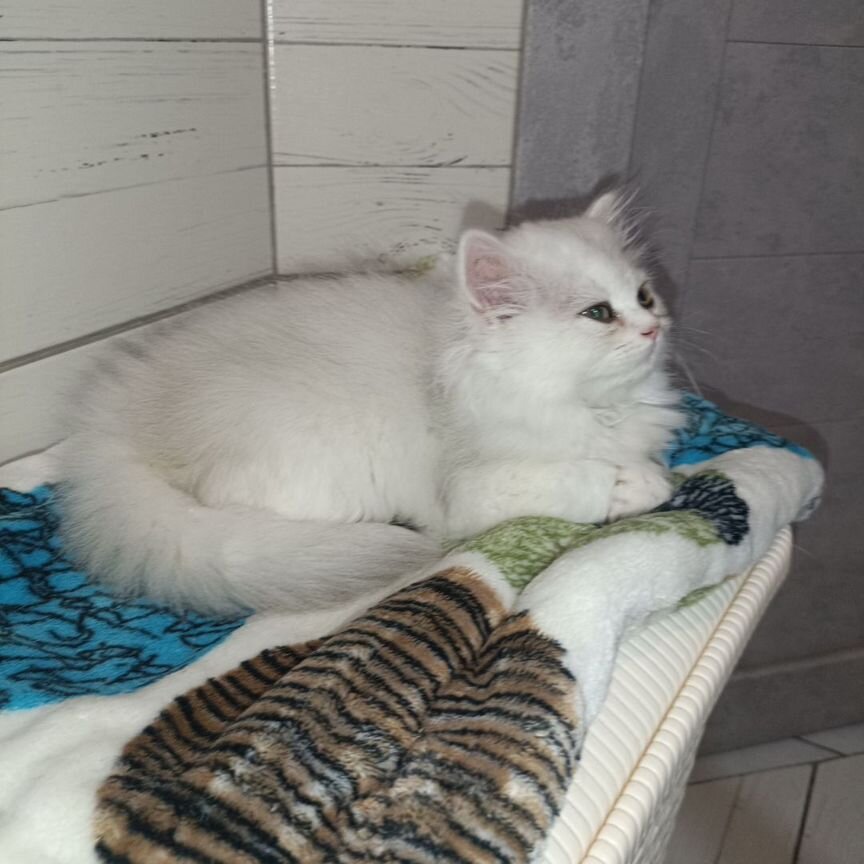 Серебряная шиншилла