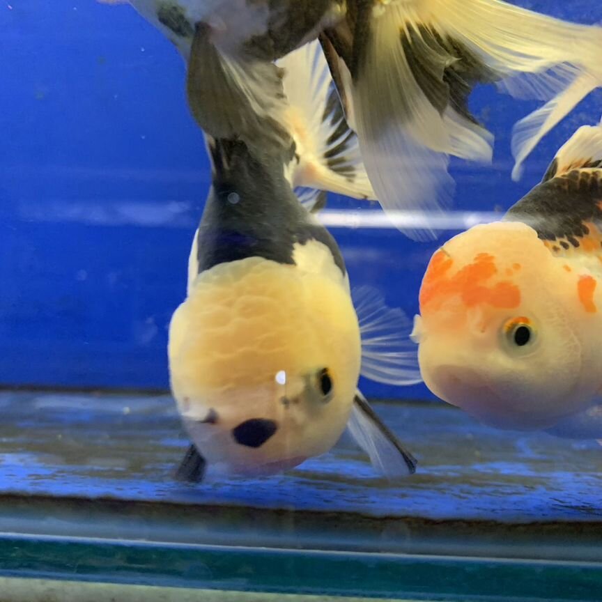 Золотые рыбки