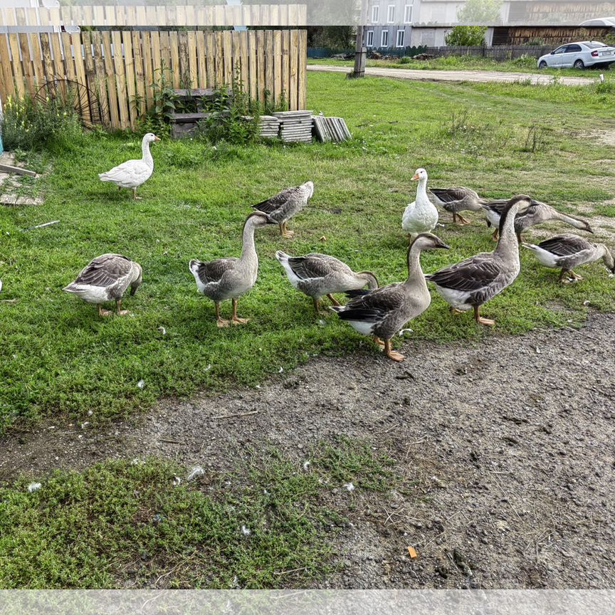 Гуси Кубанские
