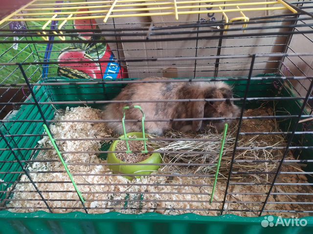 Вислоухий кролик декоративный