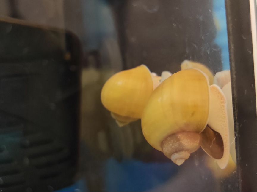 Улитки ампулярии