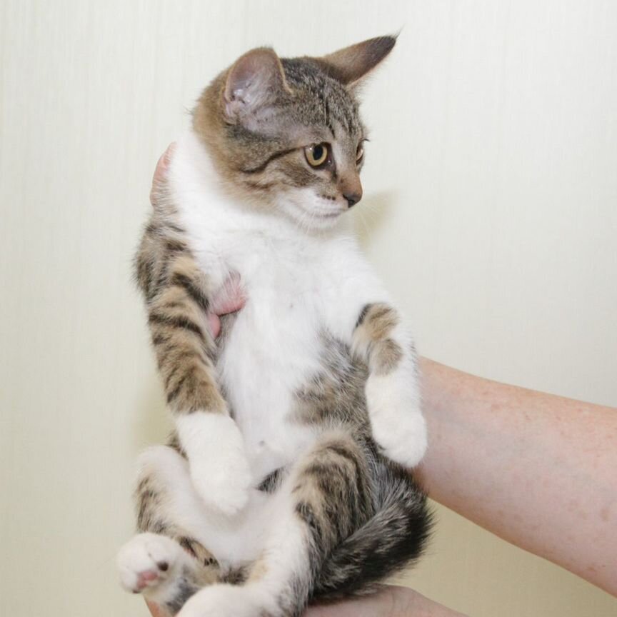 Котенок девочка Машенька 4 месяца в дар