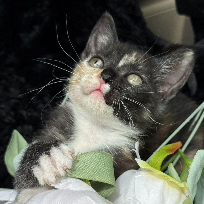 Котёнок в добрые руки