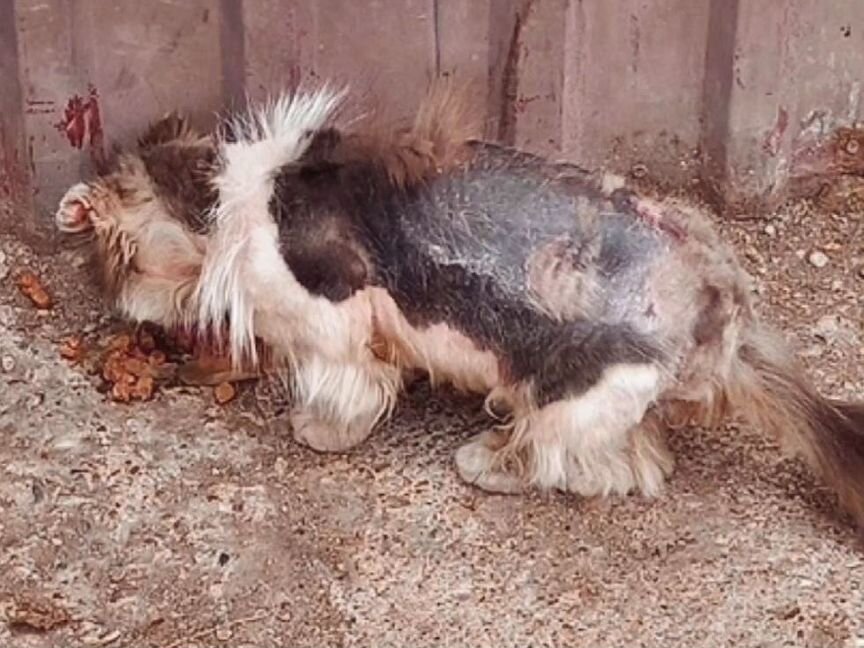 Особенный кот для особенного человека