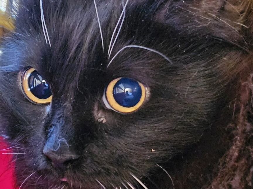 Нужен дом кошкам