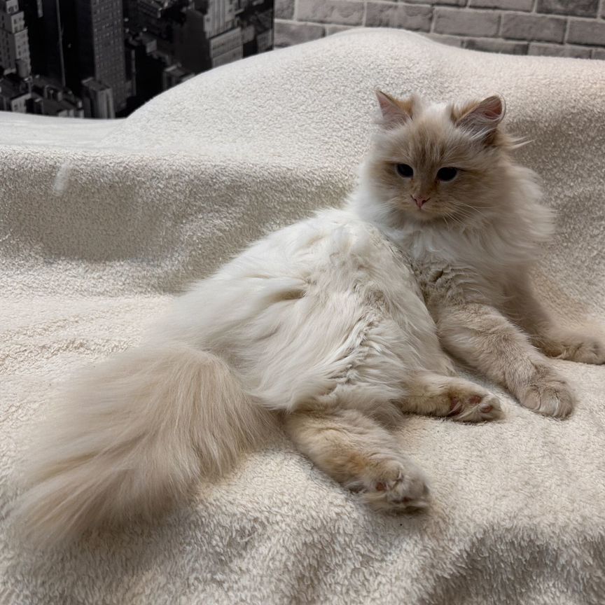 Кошечка в добрые руки