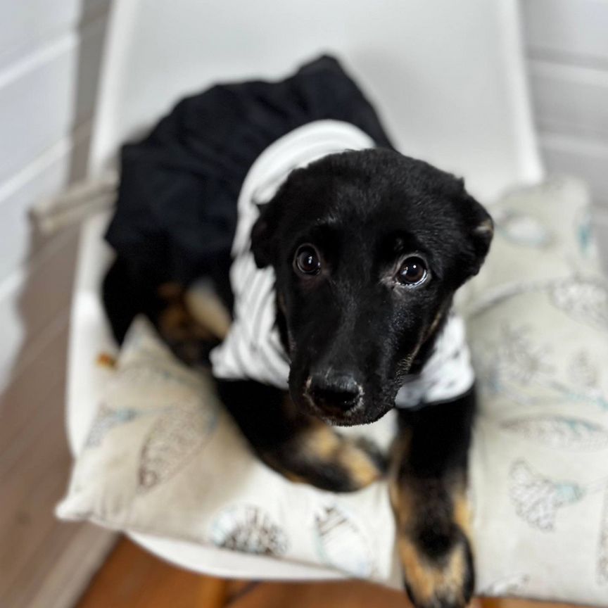 Щенок в добрые руки