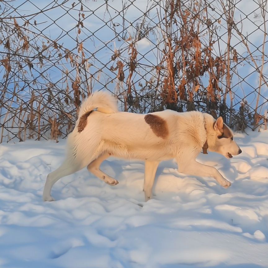 Западносибирская лайка, щенок