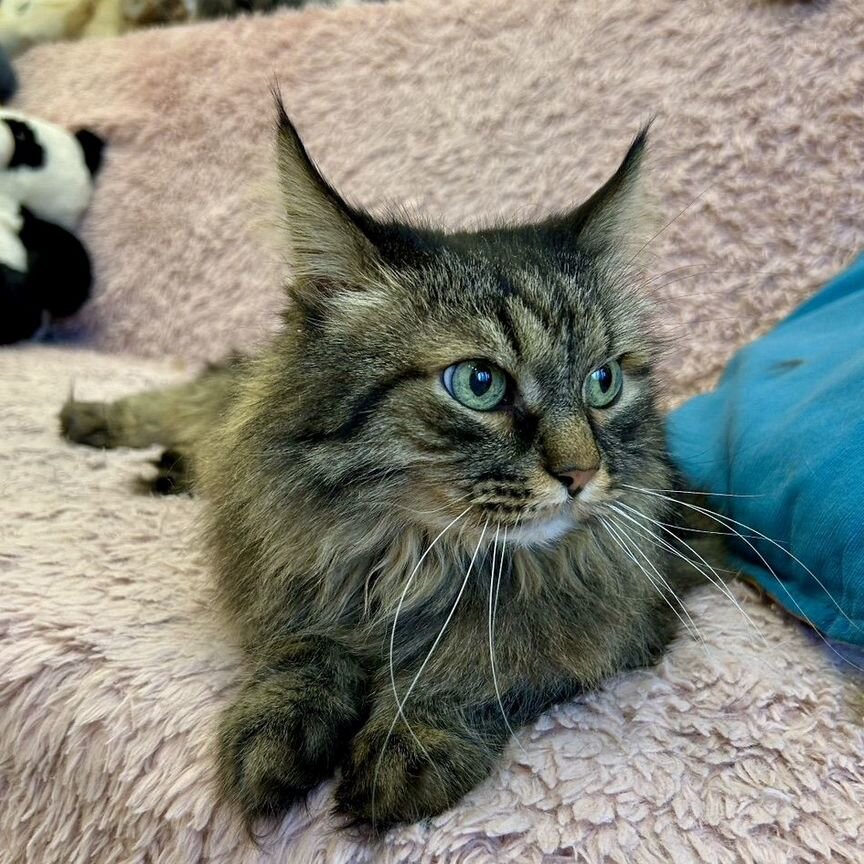 Мейн-кун, взрослый кот