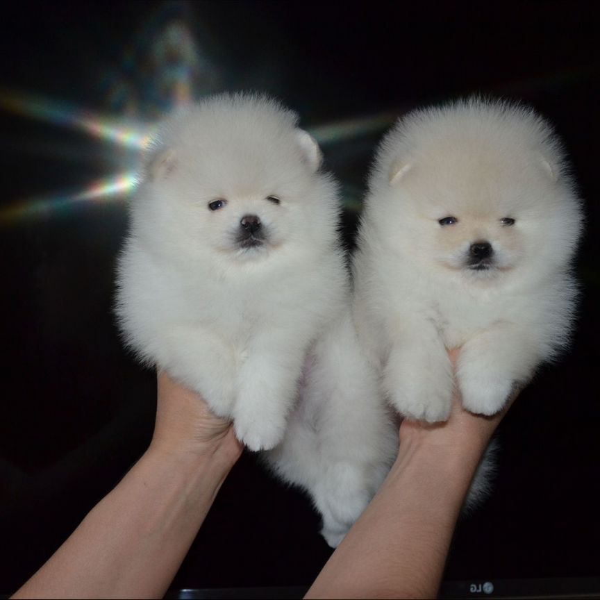 Красивые щенки шпиц