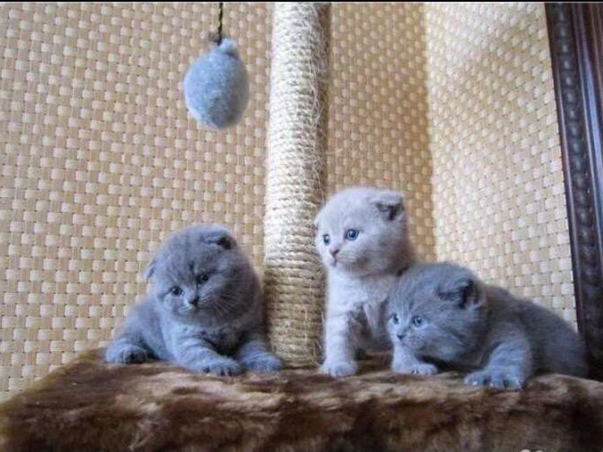 Шотландские плюшевые медвежата