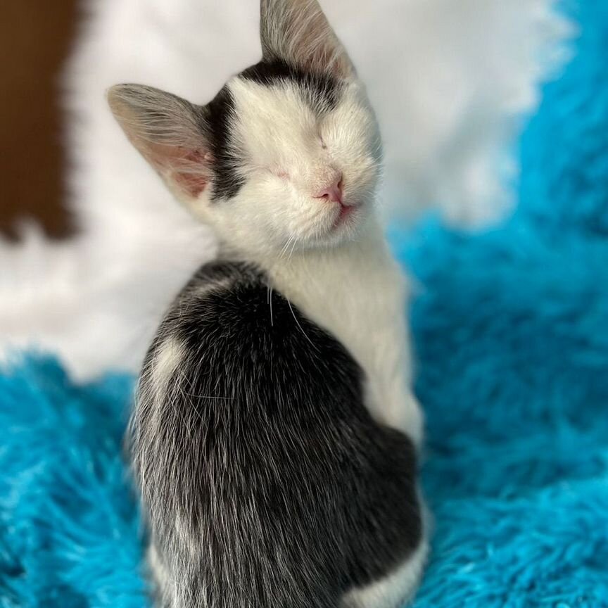 Исполните мечту Архыза