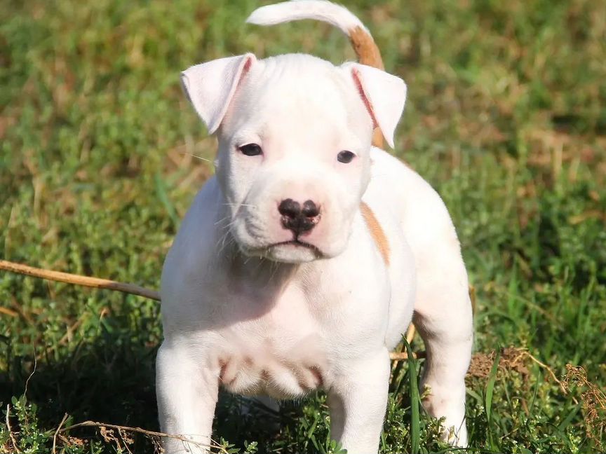 Ам. Стафф щенки, документы РКФ