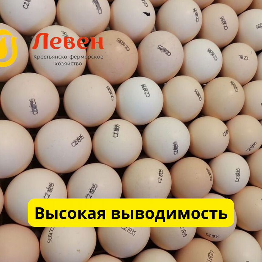 Инкубационное яйцо бройлера Кобб 500 и Росс 308