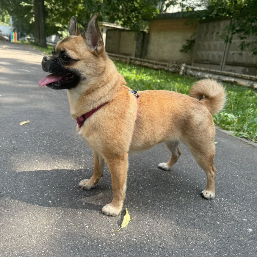 Маленькая собака в добрые руки