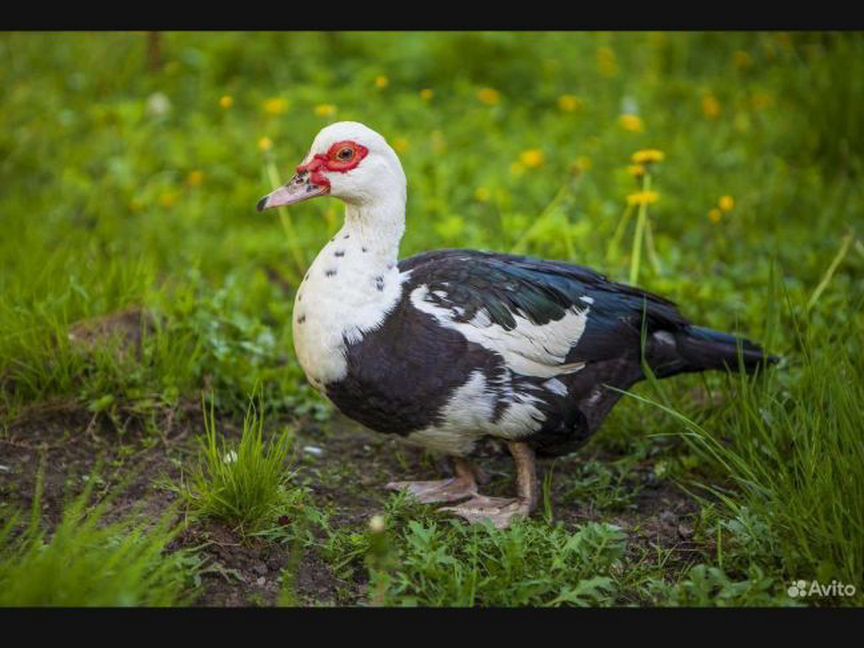 Инкубационное яйцо индоутки