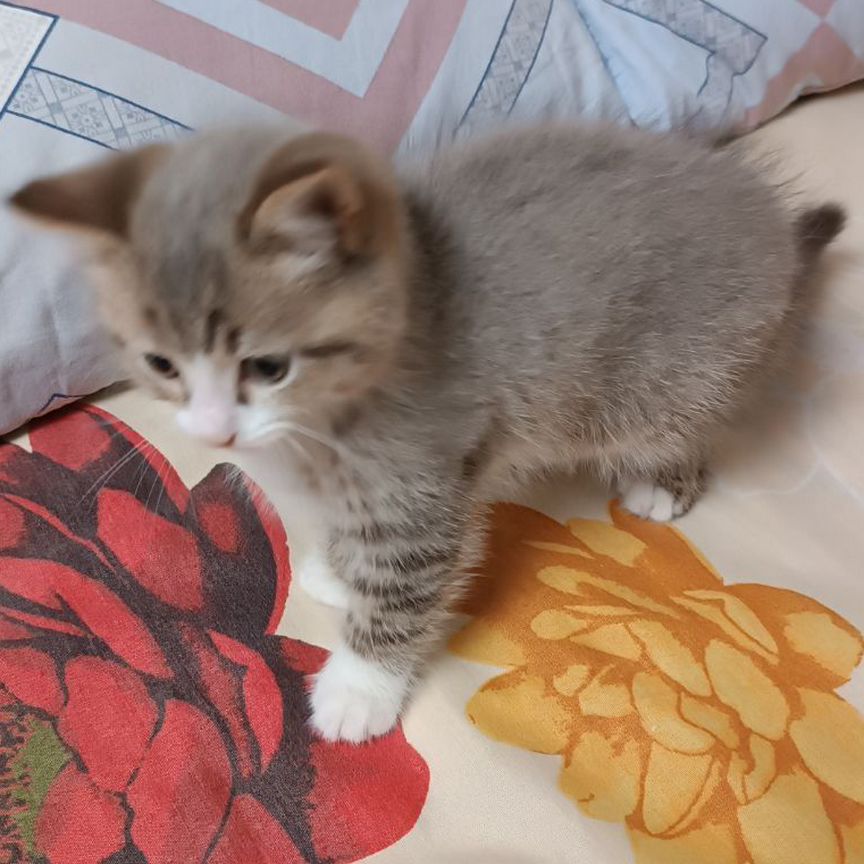 Шотландская прямоухая котята