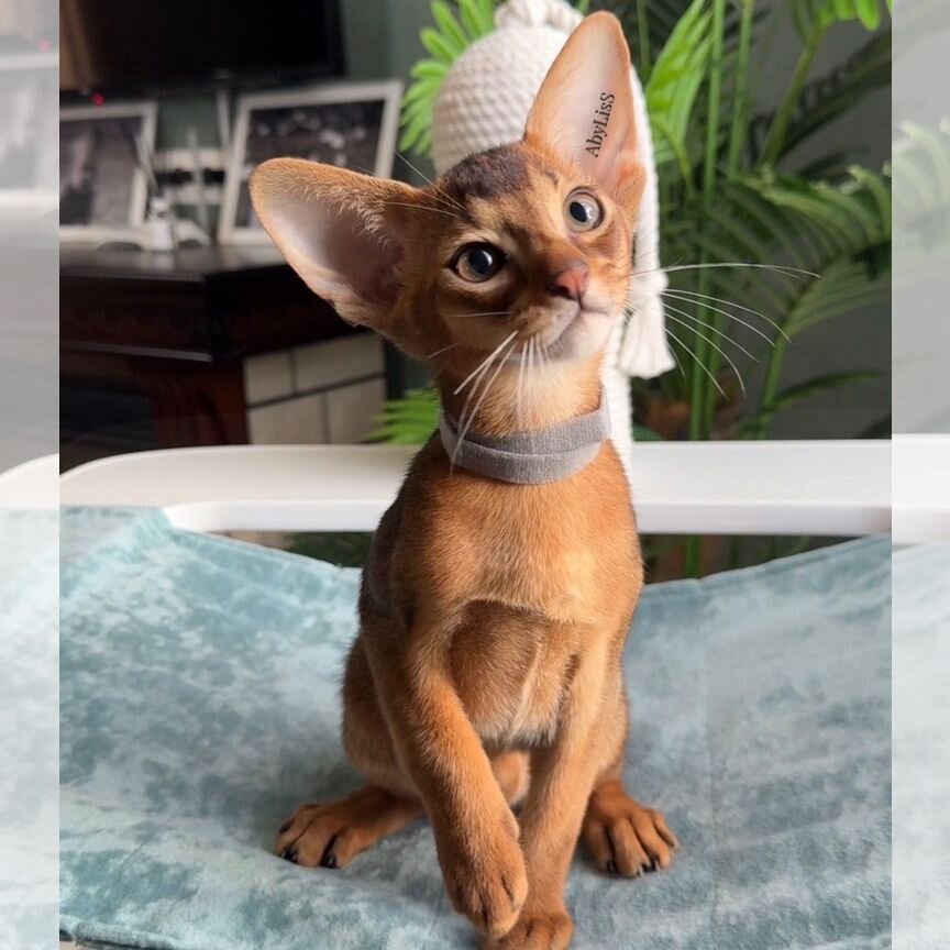 Абиссинский котёнок