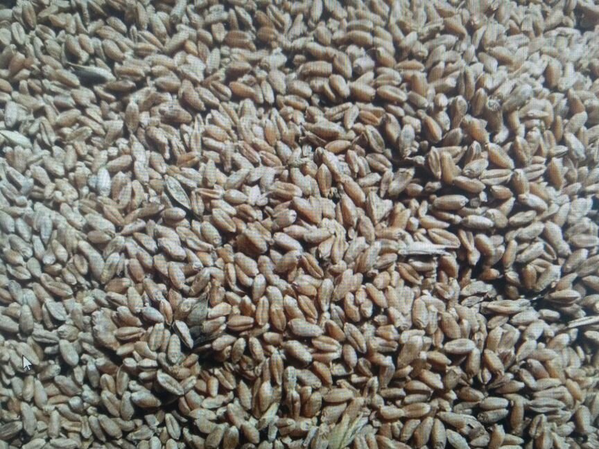 Зерно пшеница