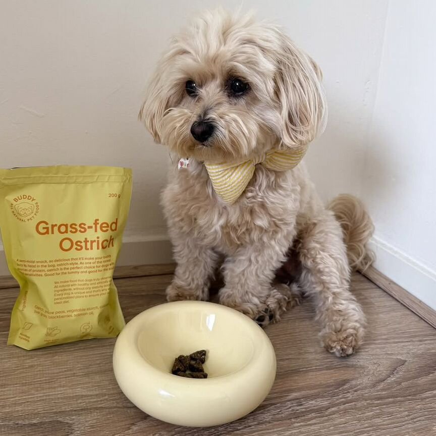 Мальтипу, щенок