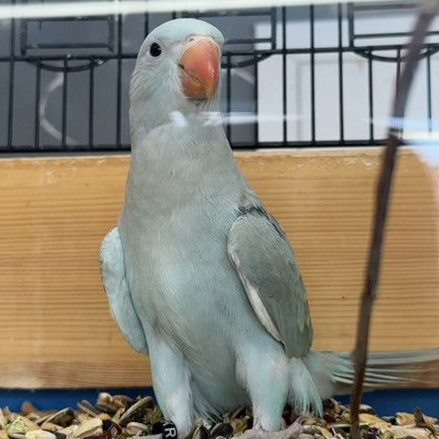 Кольчатый Ожереловый попугай синий
