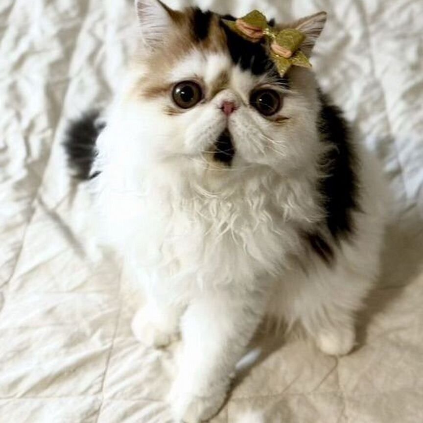 Персидский котенок Авдотья
