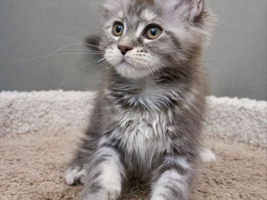 Котёнок Мейн-Кун девочка