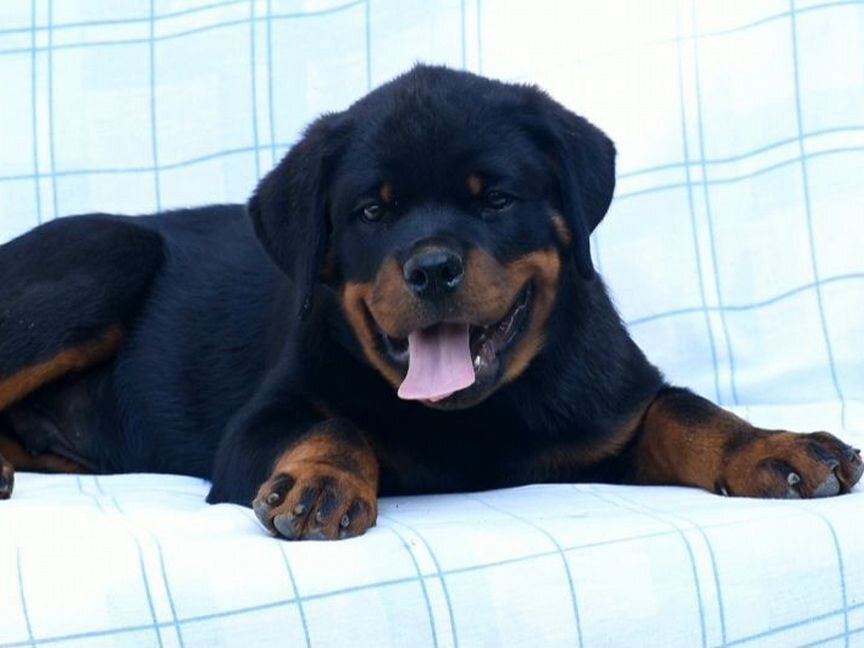Ротвейлера мальчик 3 мес