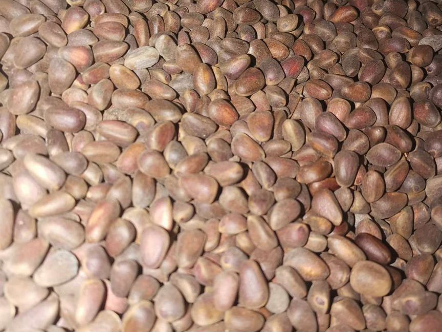 Кедровый орех