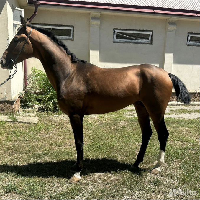 Ахалтекинский жеребец высокий чистокровный