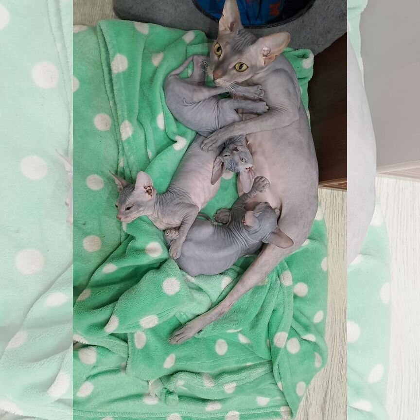 Донской сфинкс котёнок