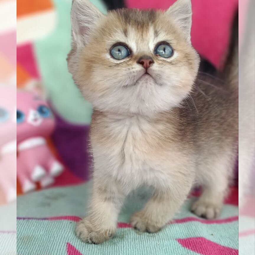 Котята