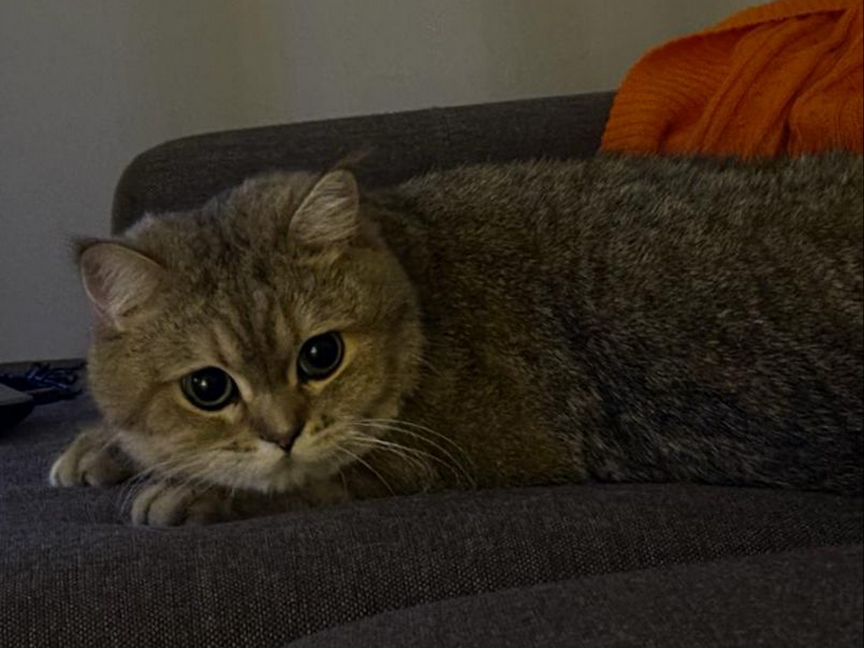 Отдам кота в добрые руки