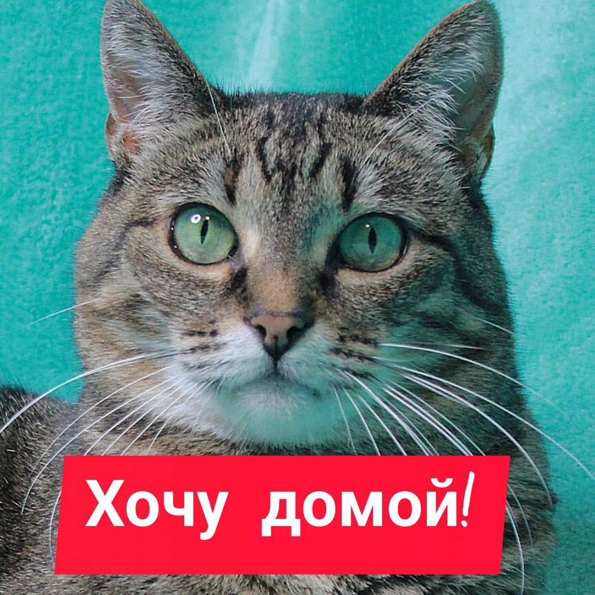 Взрослая кошка в добрые руки