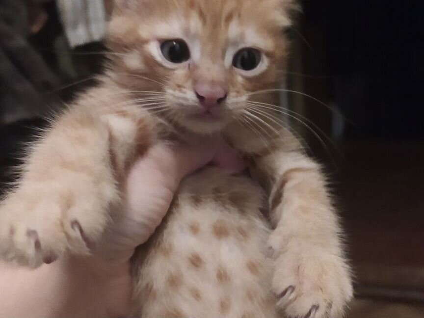 Рыжий домашний котик 1,5 мес