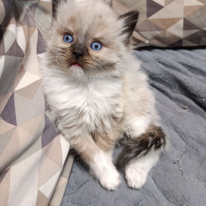 Котята рэгдолл