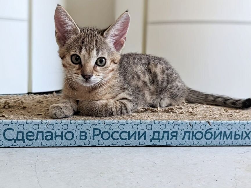 Шикарные Котята Чаузи F 3