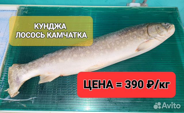 Рыба Лосось Форель. Филе Лососевых купить в Москве | Товары для дома и ...