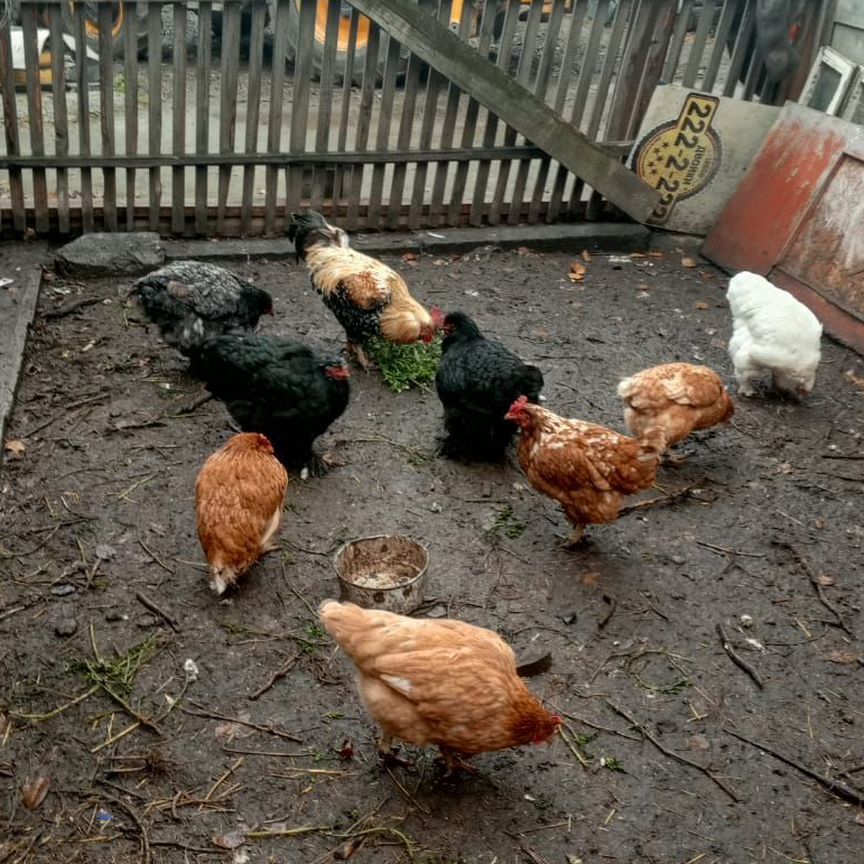 Продам курей