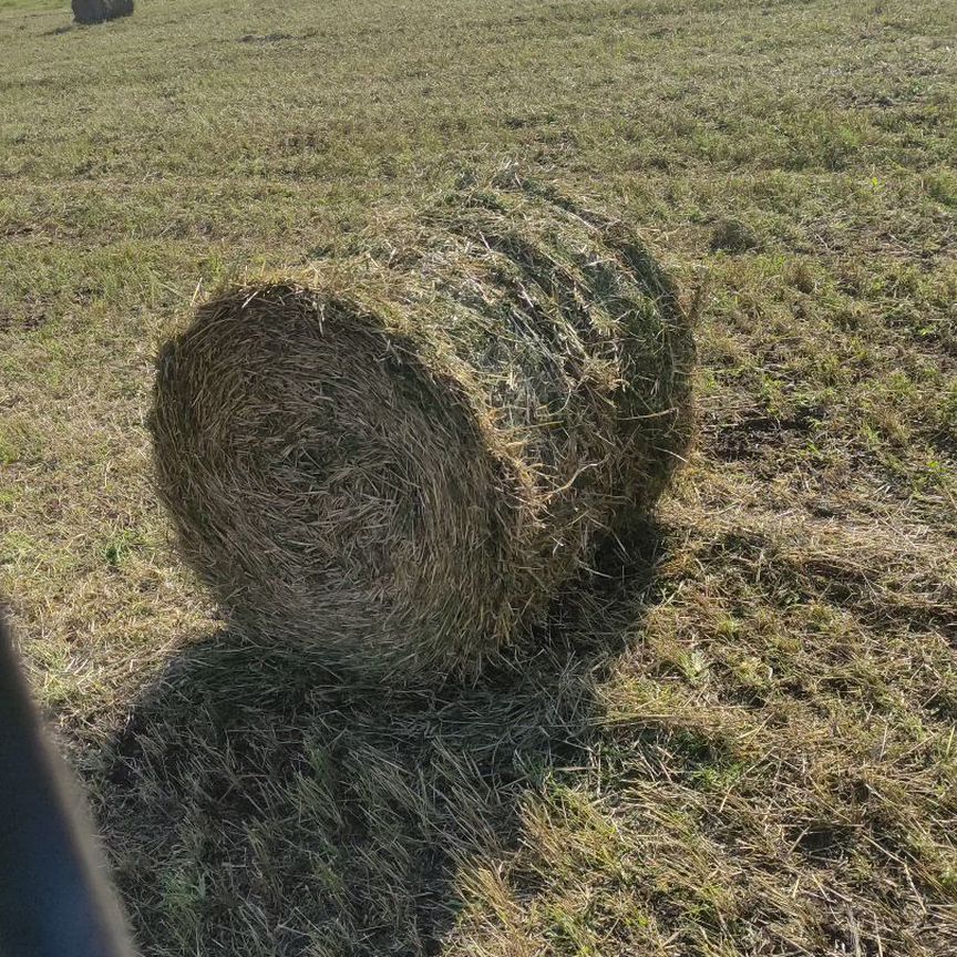 Ячменная солома в рулонах