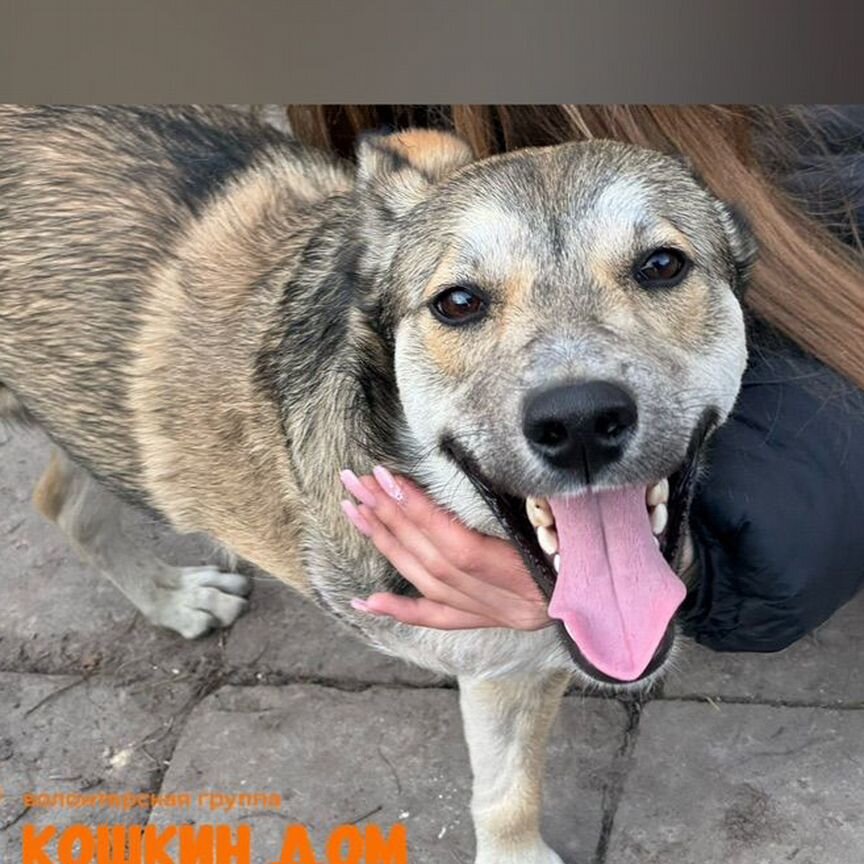 Пес сторожевой