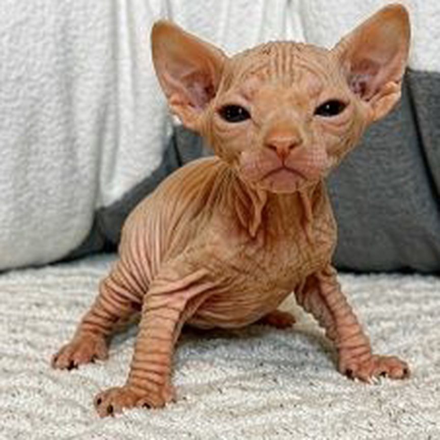 Канадский сфинкс котёнок