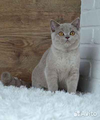 Британский котик