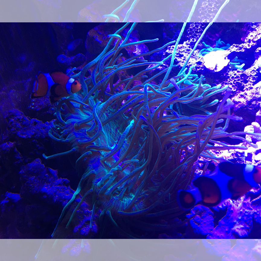 Актиния магнифика для морского аквариума