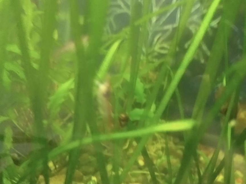 Аквариумное животные