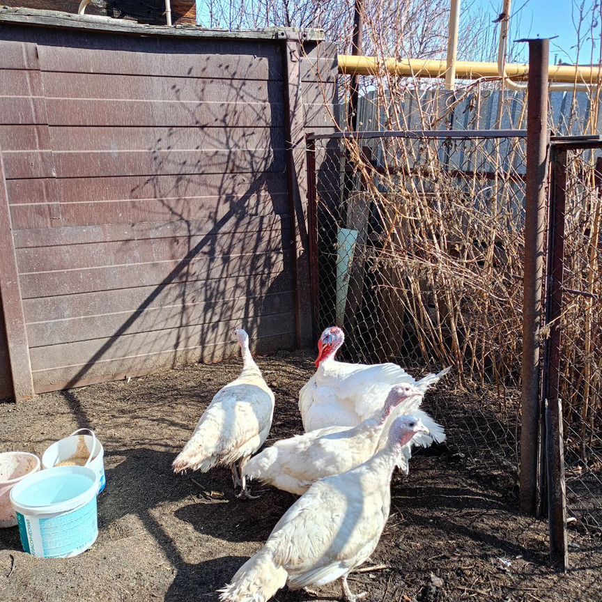 Яйцо индейки