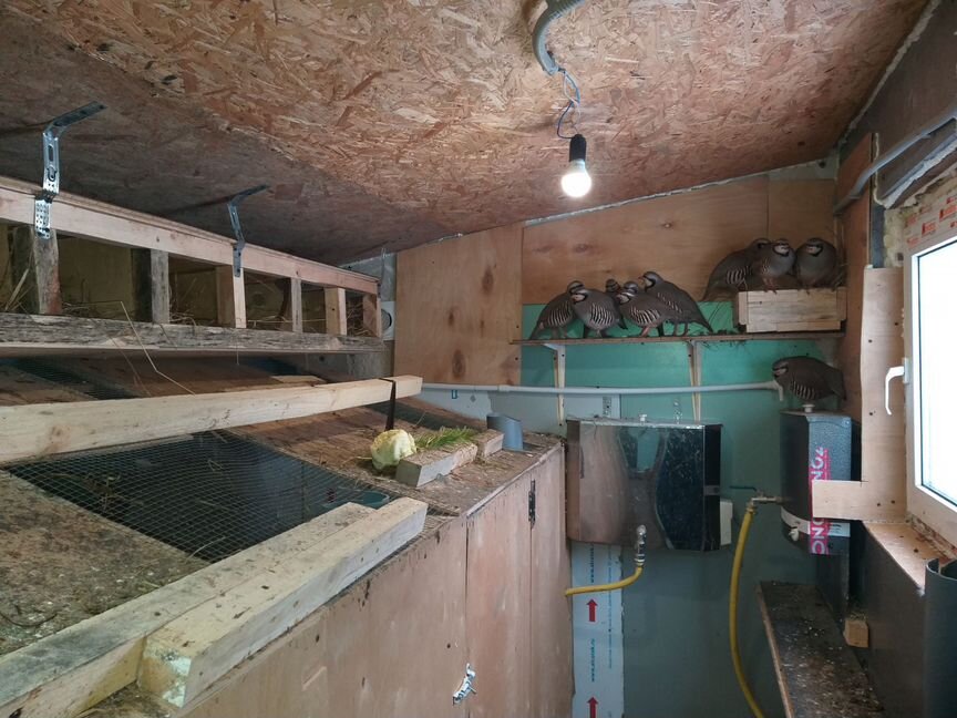 Инкубационное яйцо курапатки