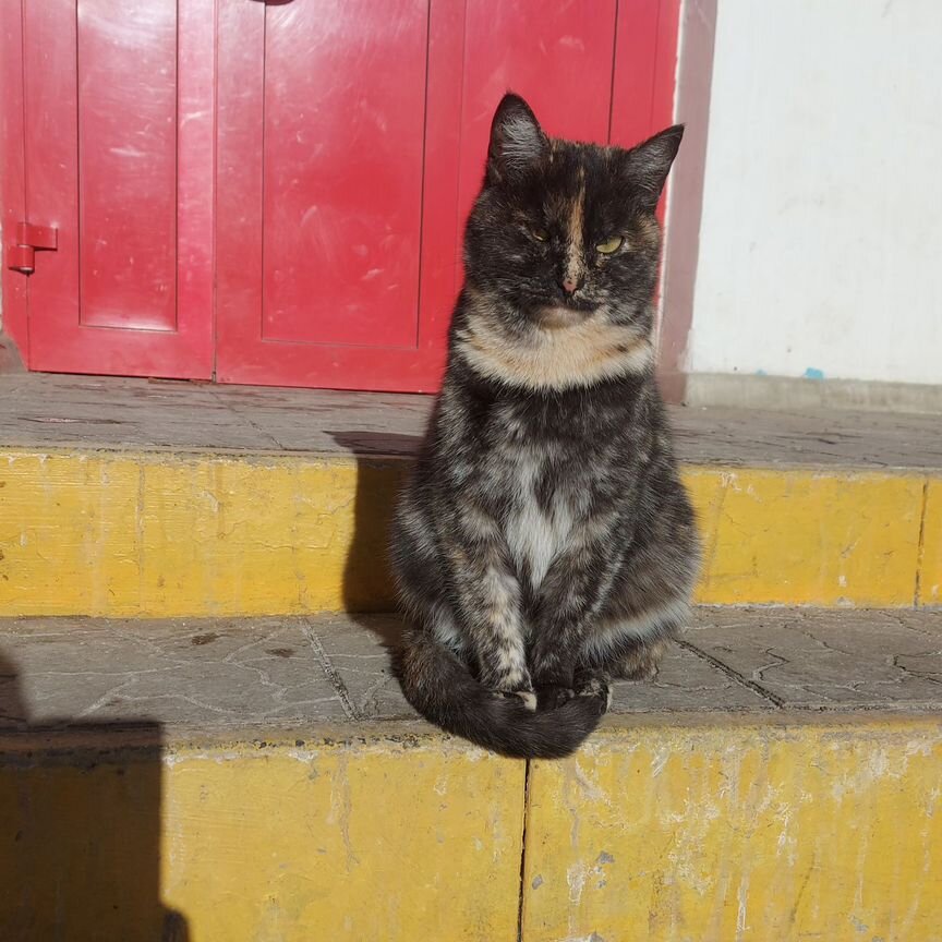 Кошка